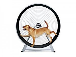 Dog Exercise Wheel – Me Wanty